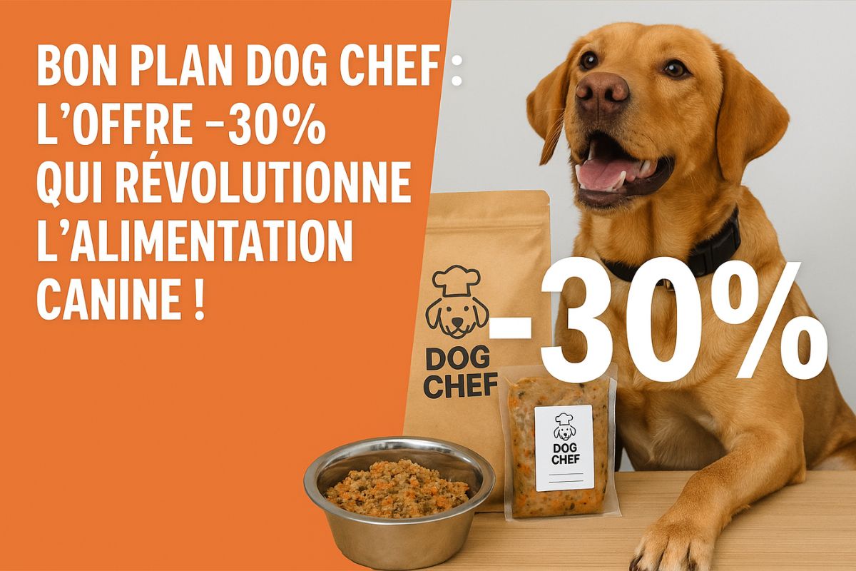 Bon plan Dog Chef : l'offre -30% qui révolutionne l'alimentation canine ...