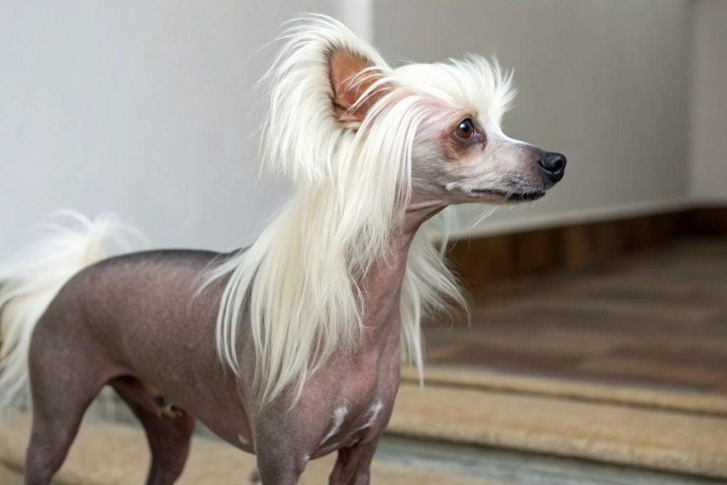 Top 10 des chiens les plus moches - Au Bon Toutou