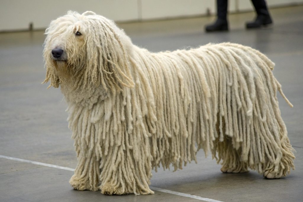 Top 10 des chiens les plus moches - Au Bon Toutou