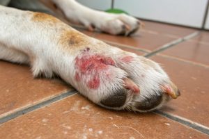 Pododermatite chez le chien : Guide complet pour comprendre, soigner et ...